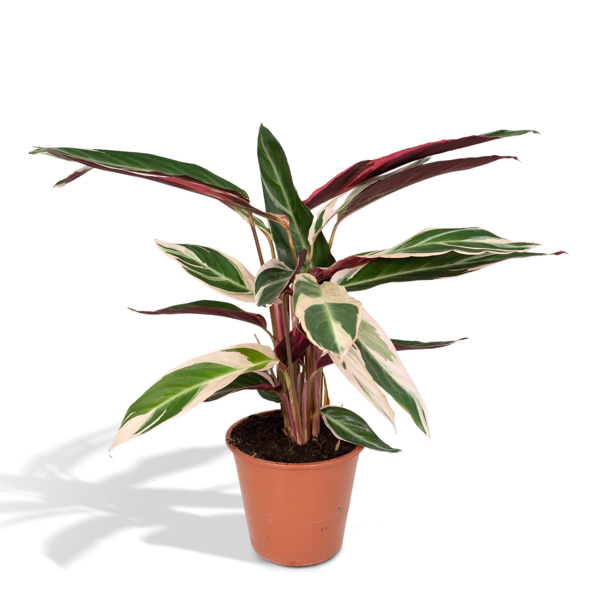 Calathea Triostar - Pauwenplant - Plante tropicale décorative verte ...
