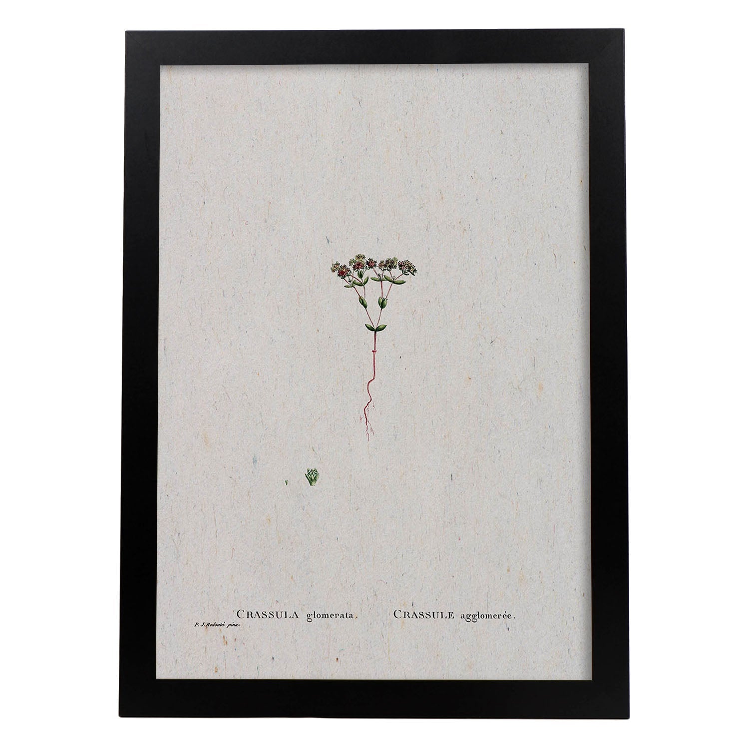 Foglio Naturale - 136. Poster Con Illustrazioni In Acquerello Di Pierre ...