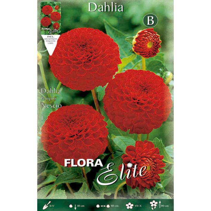 Bulbo Dalia Pom Pom roja 1 | Leroy Merlin