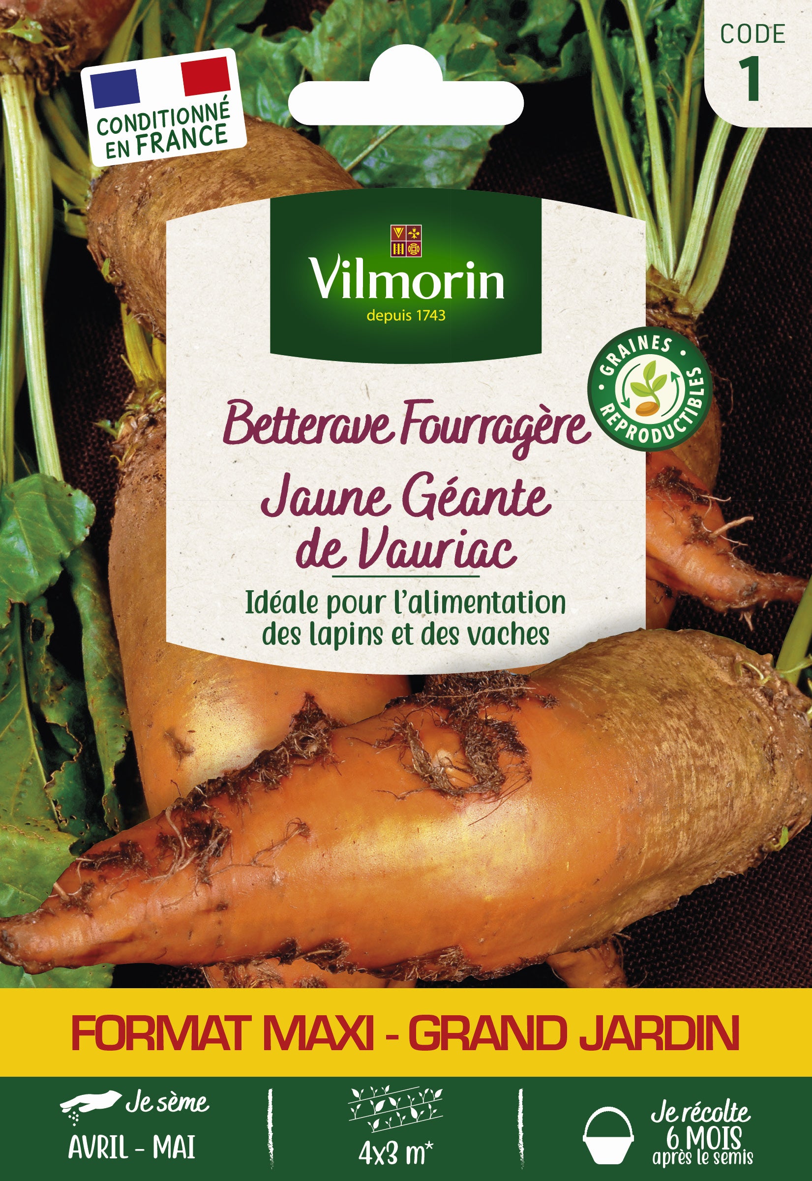 Betterave Fourragère Jaune Géante de Vauriac | Leroy Merlin