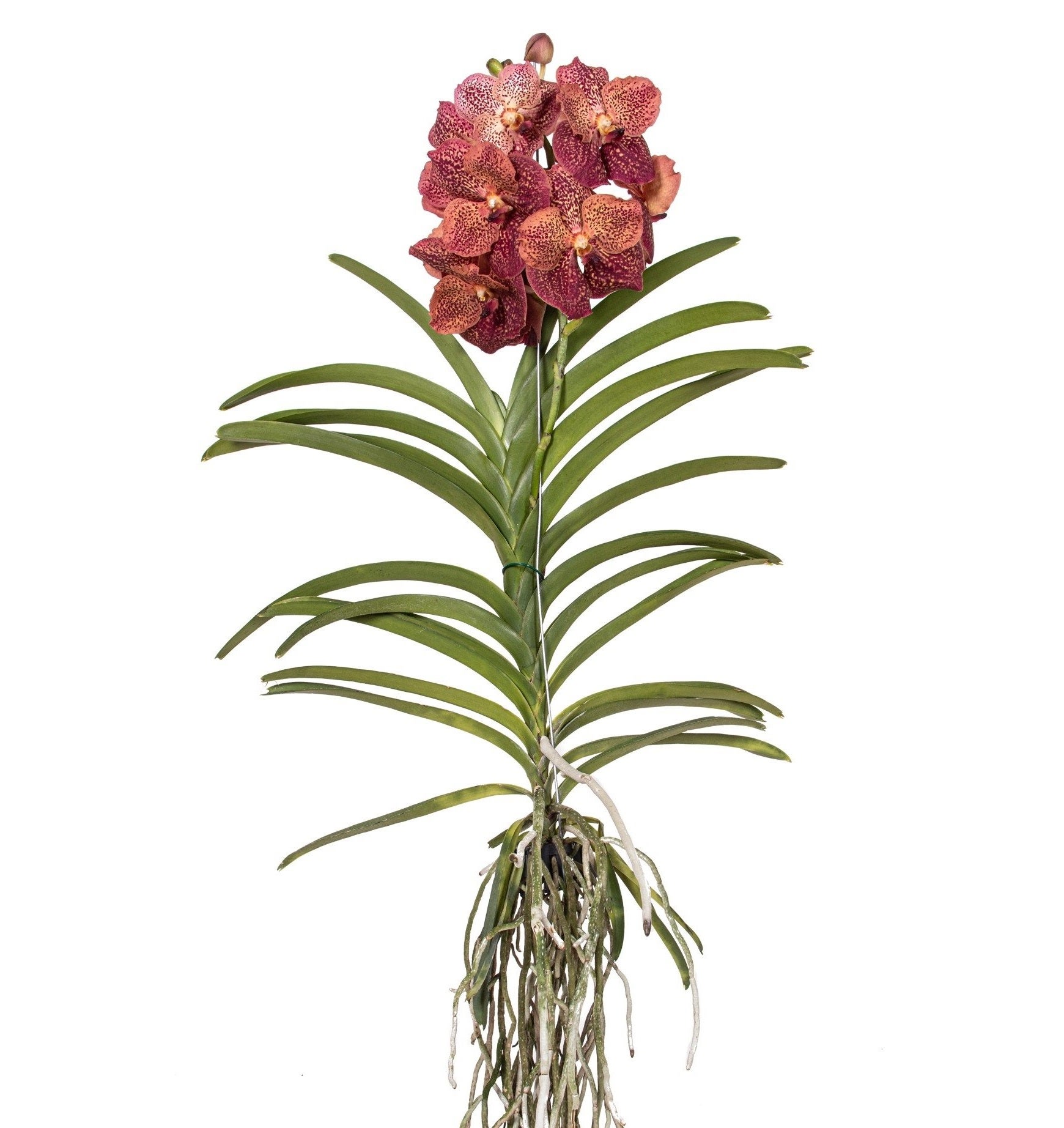Vanda Leopard Coral - Orquídea - Rojo Burdeos - Rosa - Altura 80-90cm ...