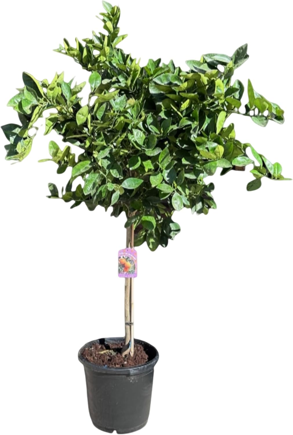 ORANGE TREE - Citrus Sinensis - Fruit - Oranger - Citrus Plant - 160 ...