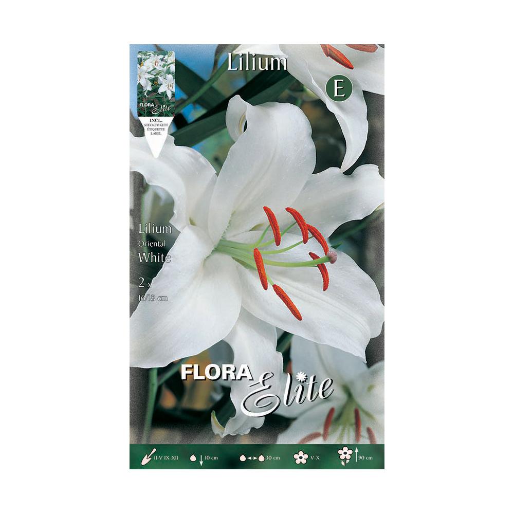 Bulbo Lilium Oriental blanco 2 | Leroy Merlin