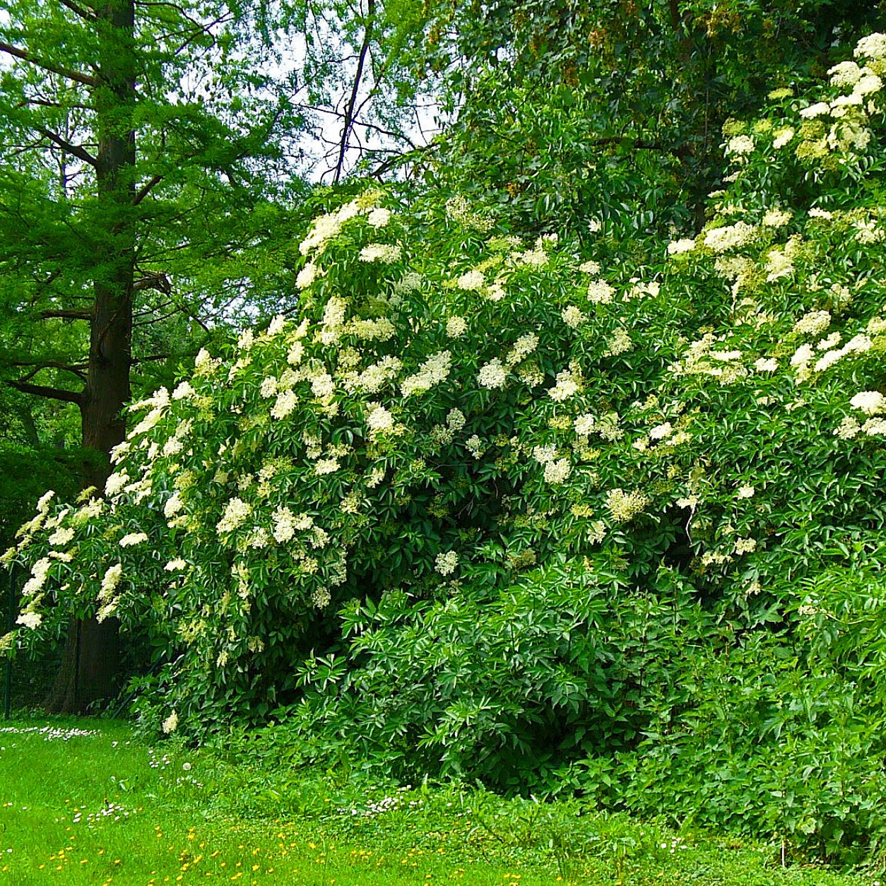 Sureau noir 'Korsor' Pot de 1,5L/2L, Buisson | Leroy Merlin