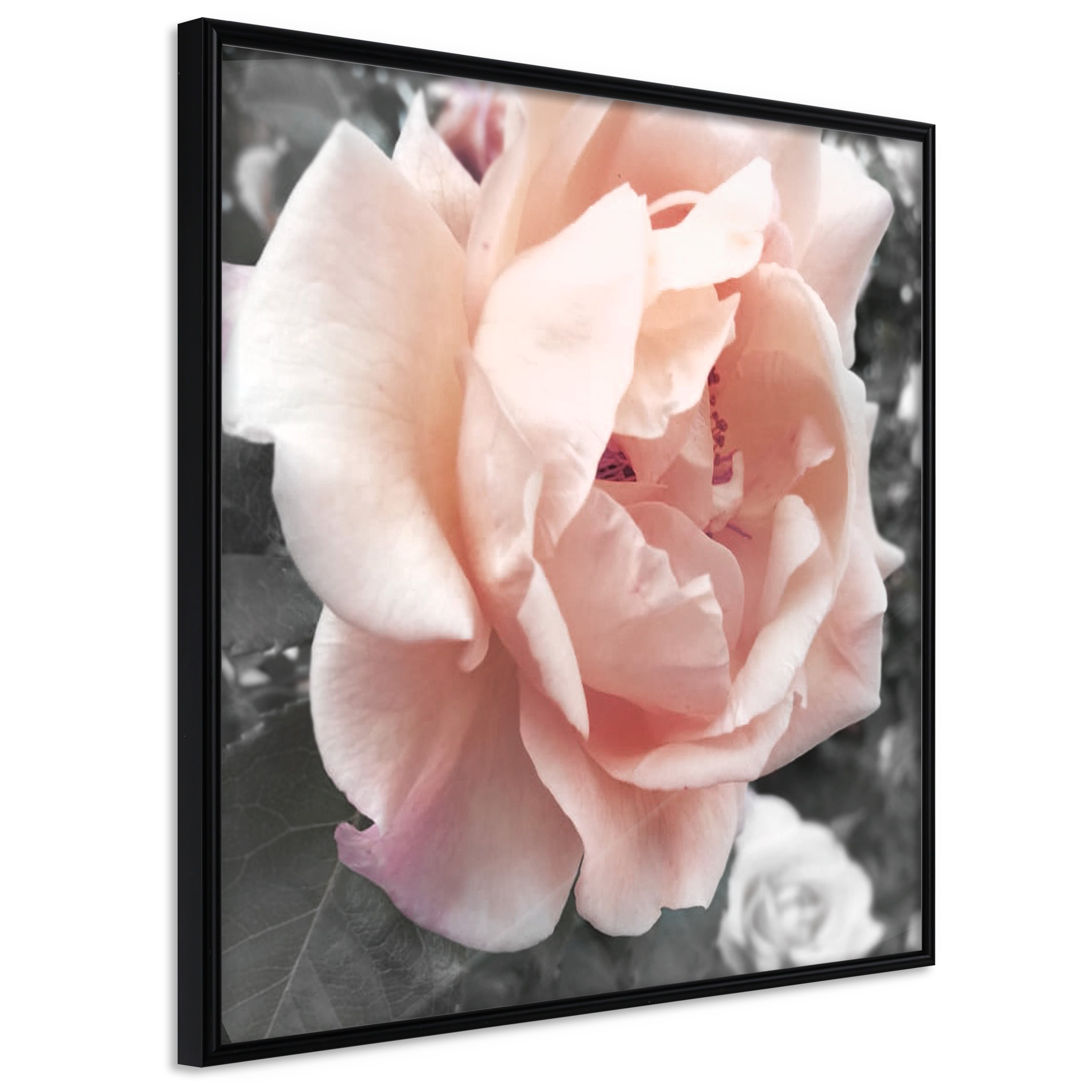 Poster et affiche - Delicate Rose - 50x50 | Leroy Merlin