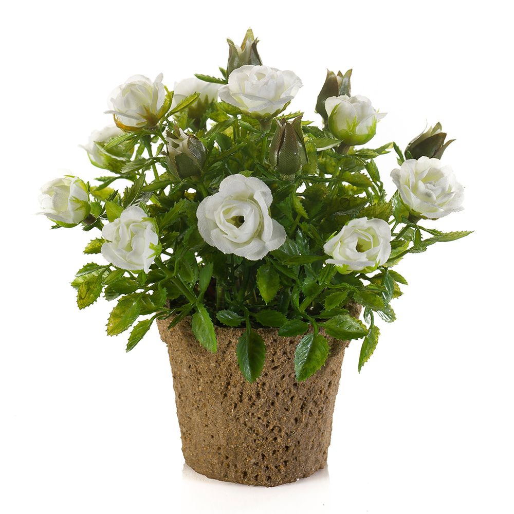 MINI ROSAL de 13 cm de alto con macetero de 7 cm (MINI) | Leroy Merlin