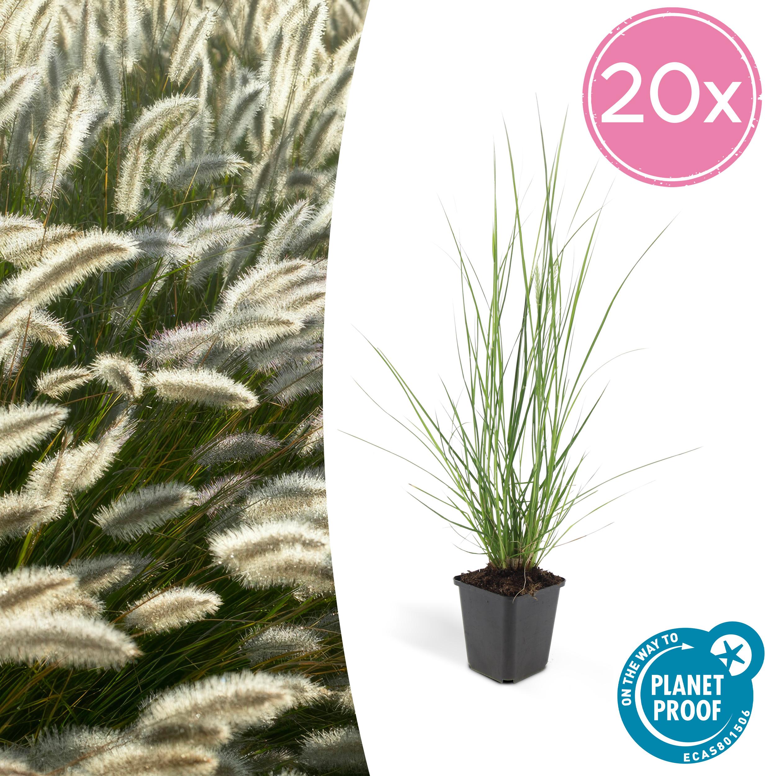 20x penni setum ‘Hameln’ – Hierba ornamental en maceta Ø9 cm, altura 10 ...