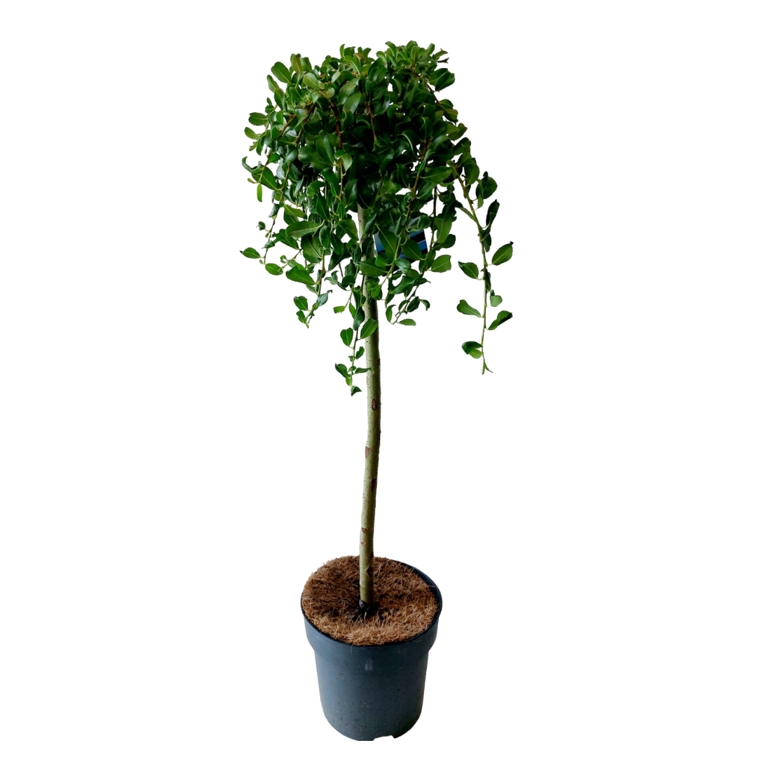 Saule arbuscule - Salix arbuscula - Hauteur 80-90cm - ⌀19cm | Leroy Merlin