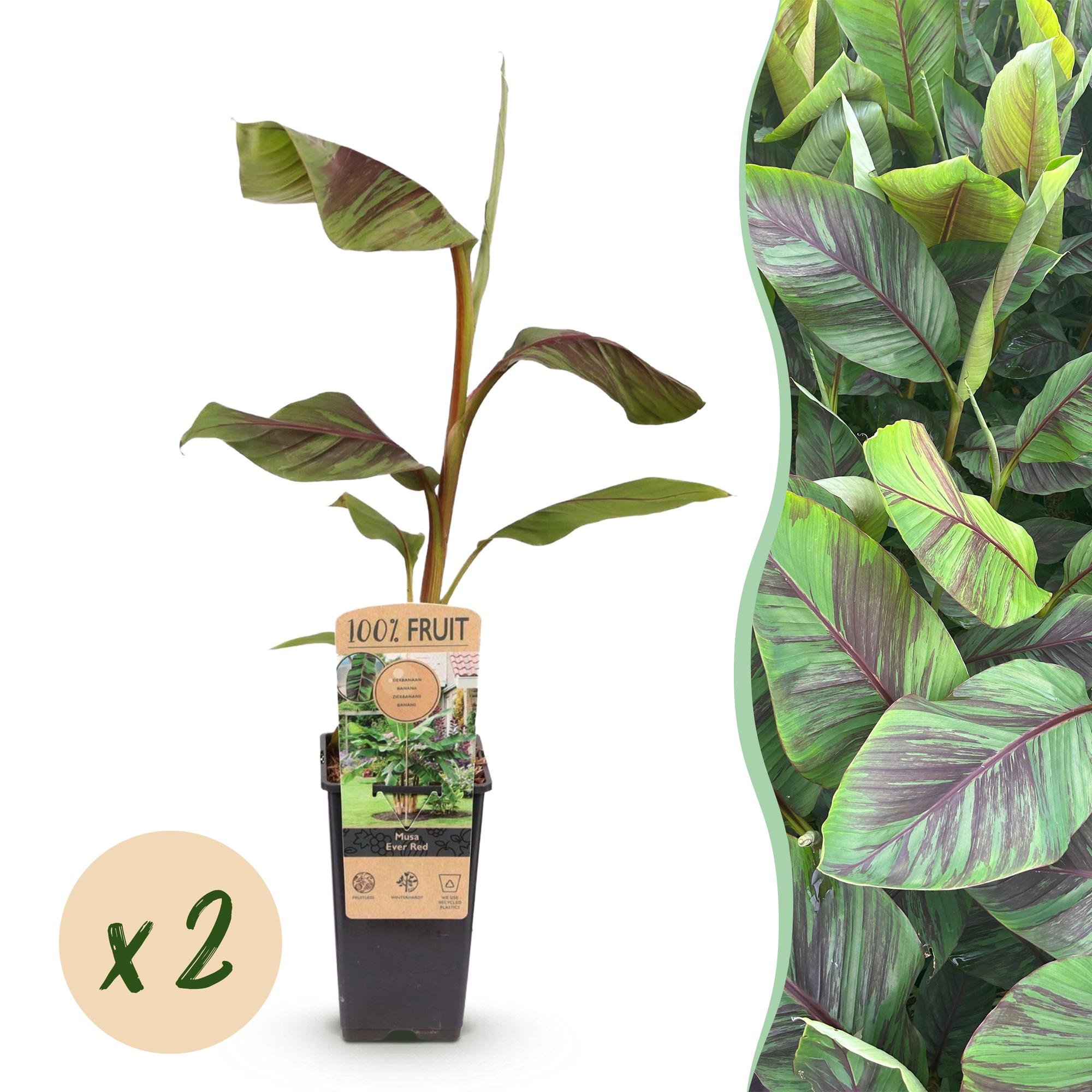 Banana japonaise fibreuse Musa Ever Red hiver hardy 2 plantes pot 15 cm ...