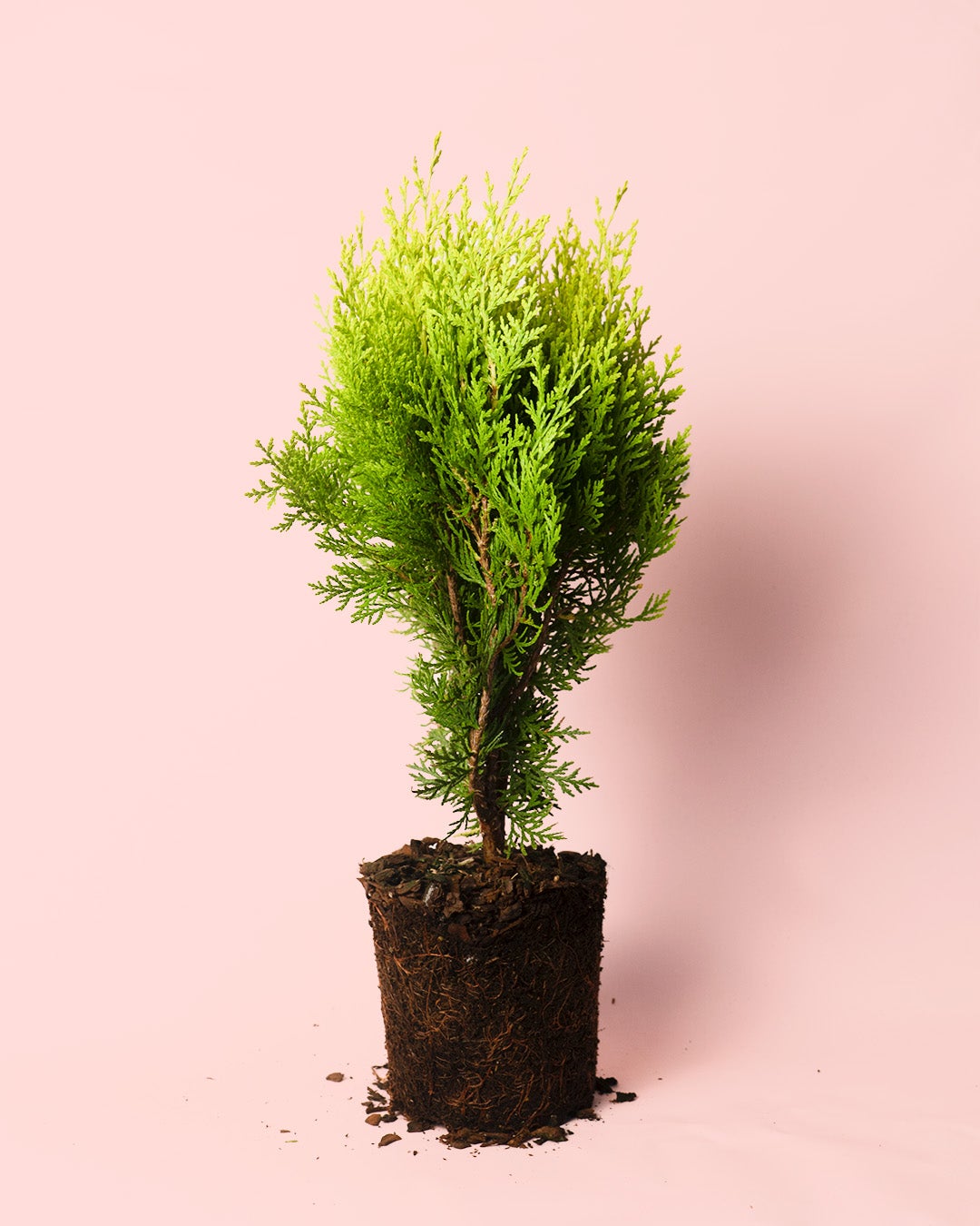 Aurea Nana | Plantas Naturales Exterior | Pur Plant | Leroy Merlin