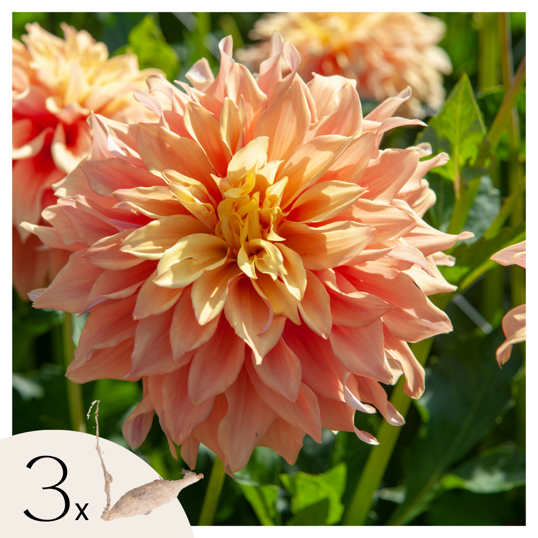 Dahlias - Set de 3 - Dahlia 'Tyrell' - Bulbes à fleurs - Groen | Leroy ...