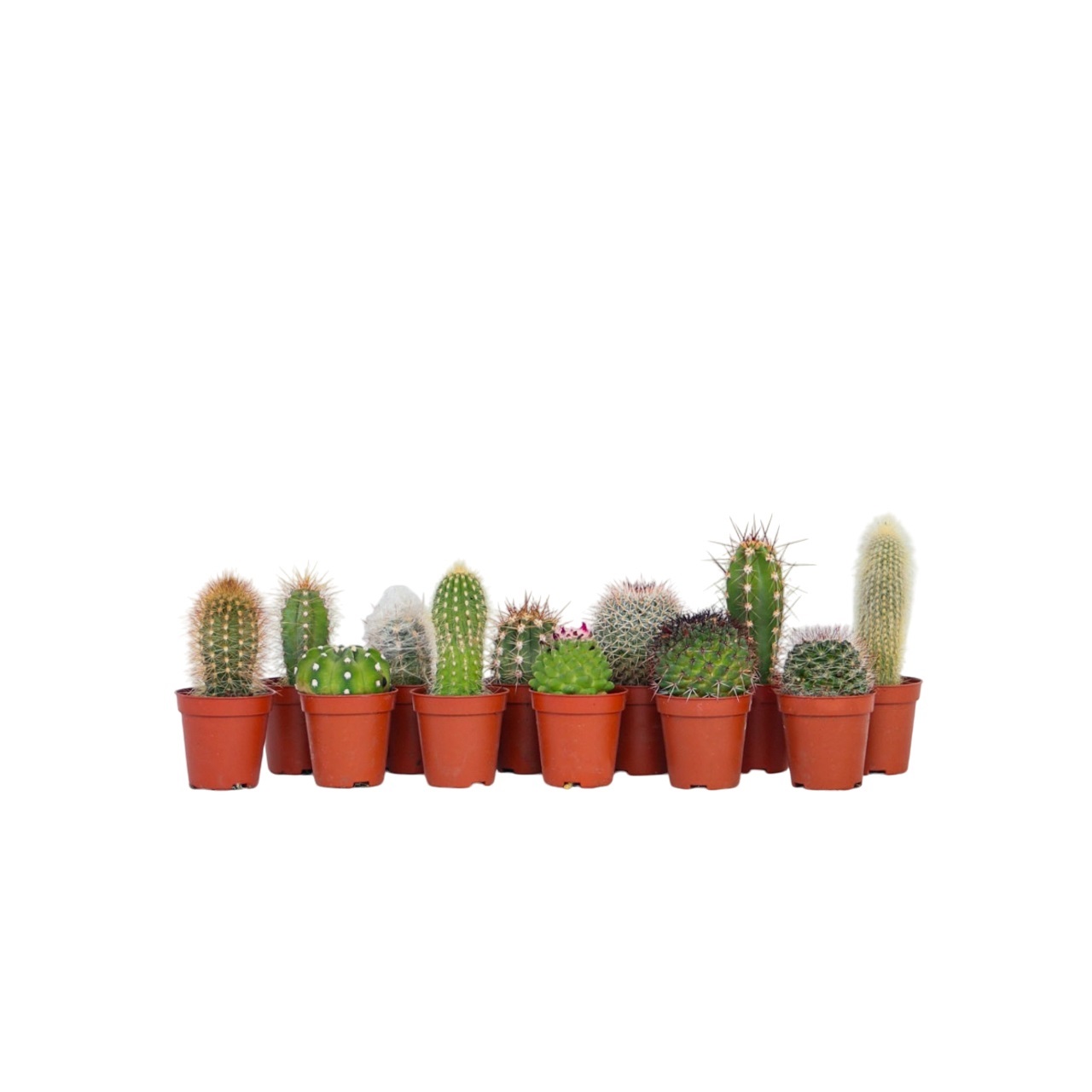 Mélange de mini cactus - Set de 12 - Cactus - Hauteur 5-10cm - ⌀5,5cm ...