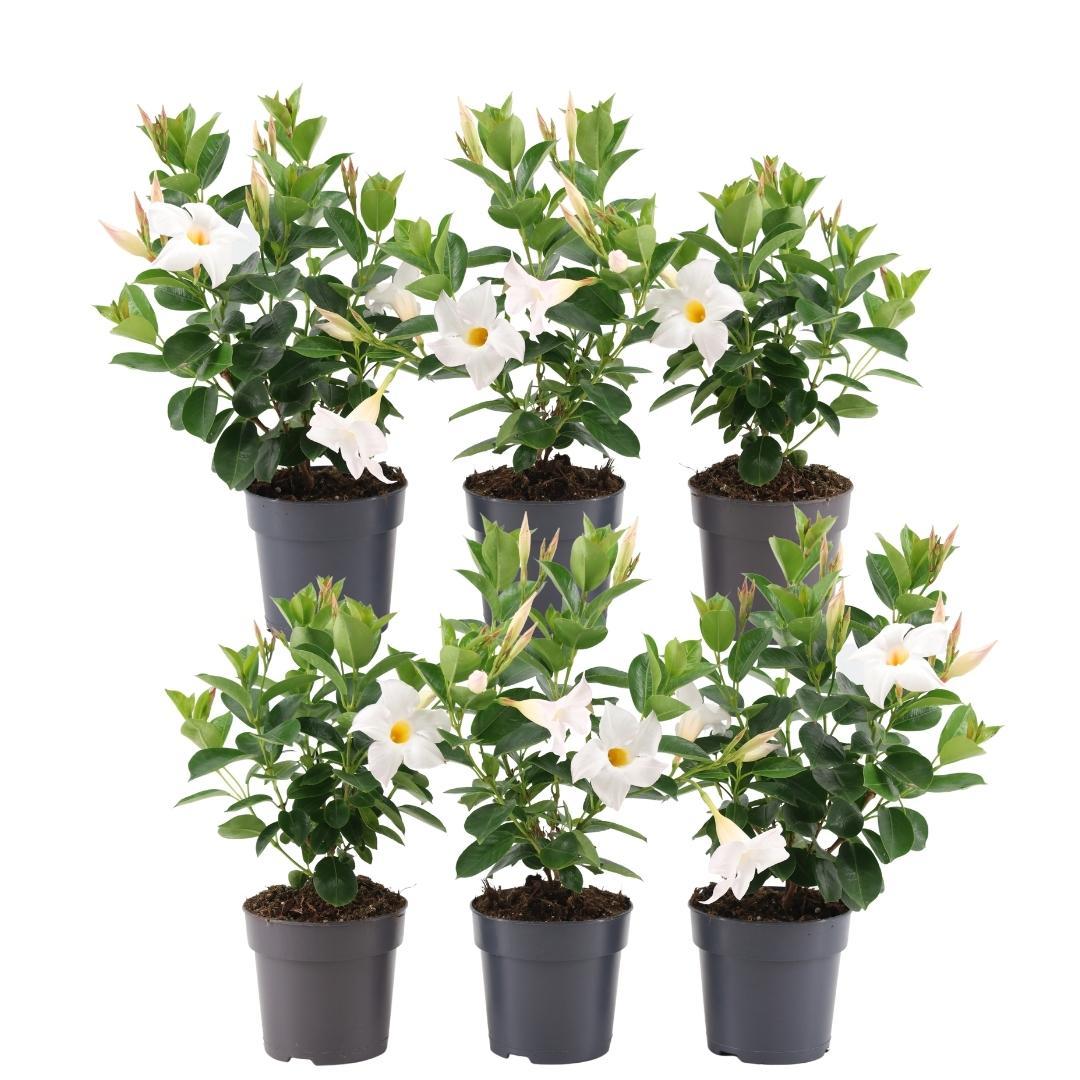 Dipladénia blanche set de 6 plantes Ø12 cm – hauteur 15 cm– MOSELOTA ...