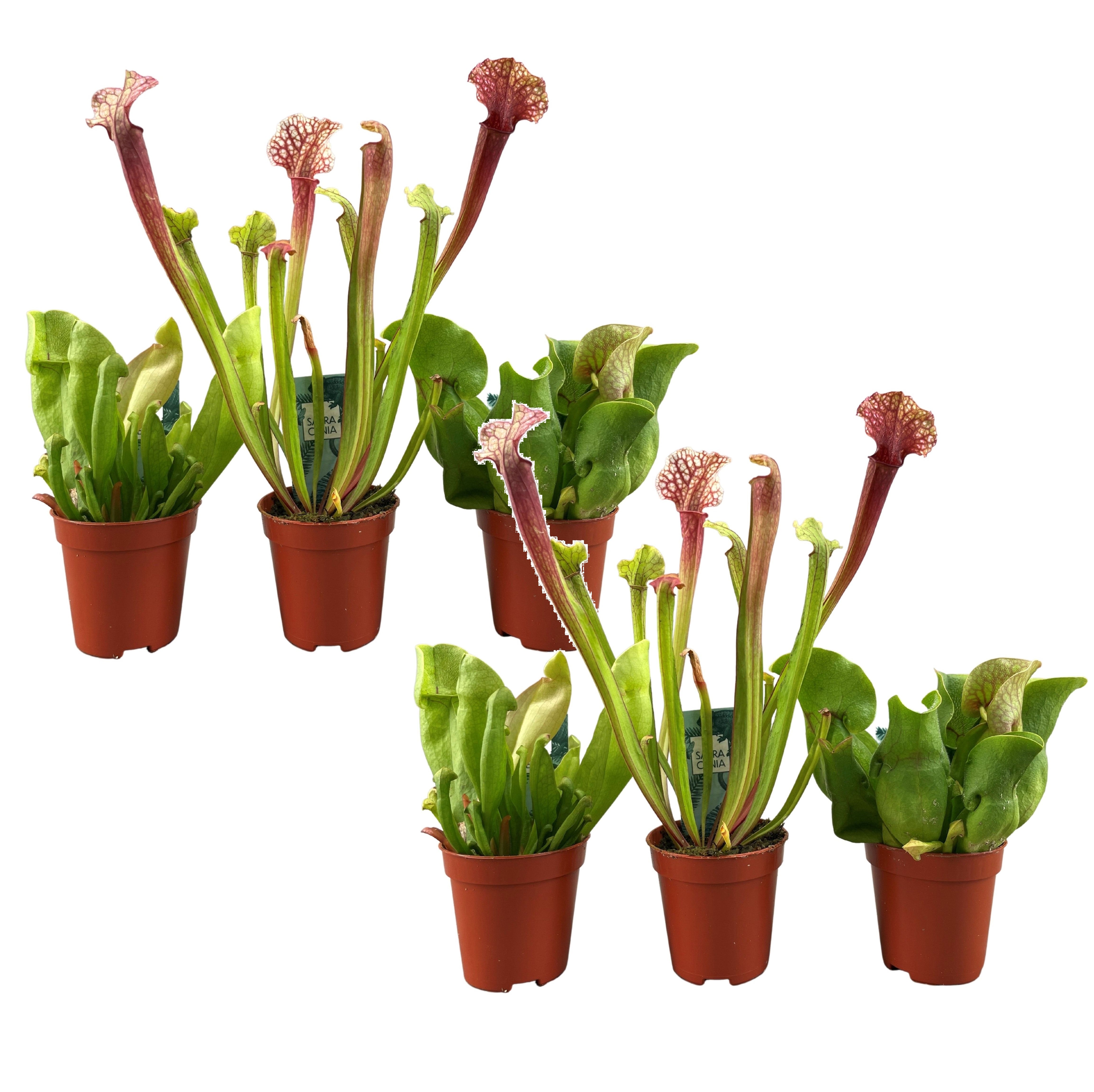 Plant in a Box - Sarracenia purpurea - Set di 6 - Pianta Brocca viola ...