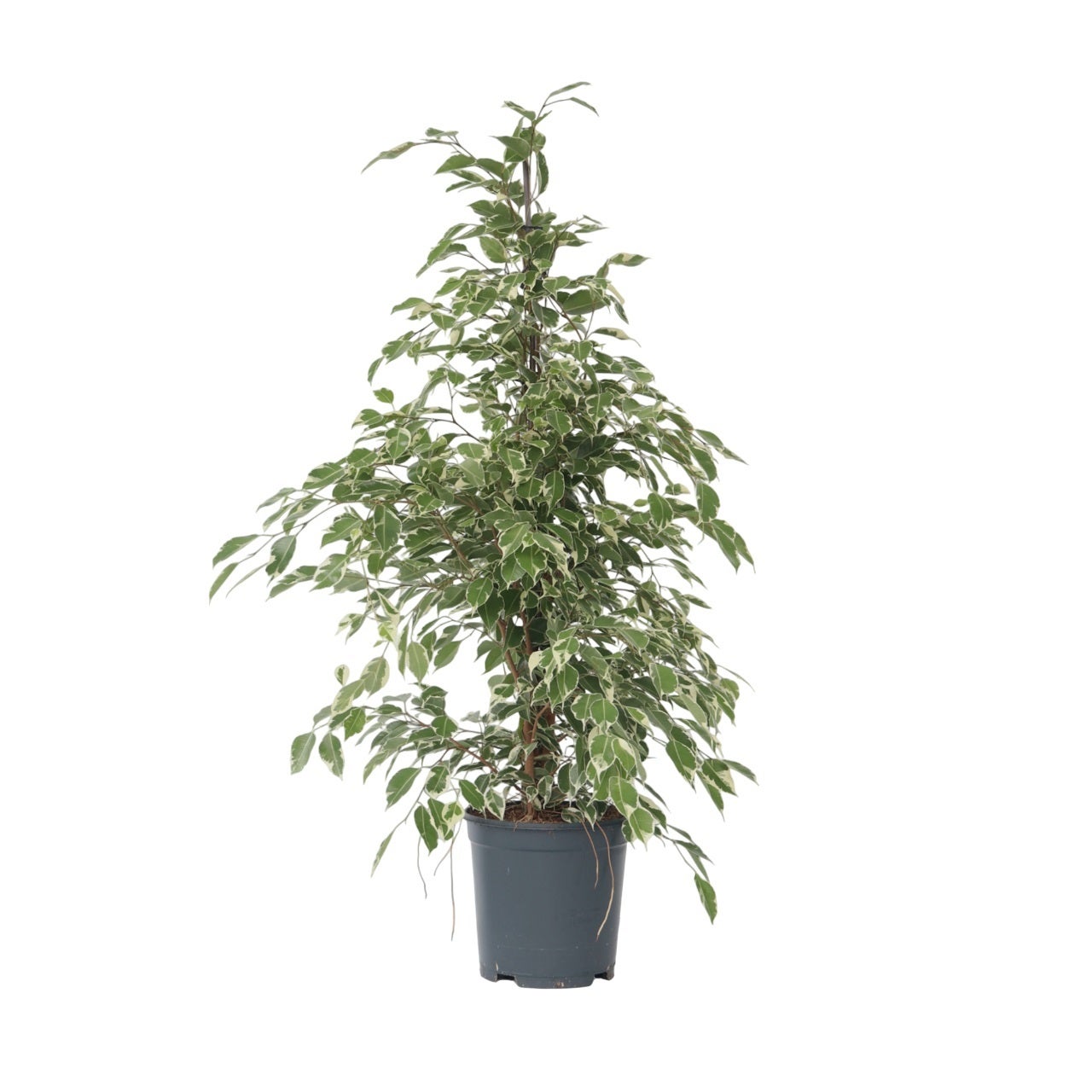 Ficus Benjamina Twilight - Planta de casa - Maceta 21cm - Altura 100-110cm | Leroy Merlin