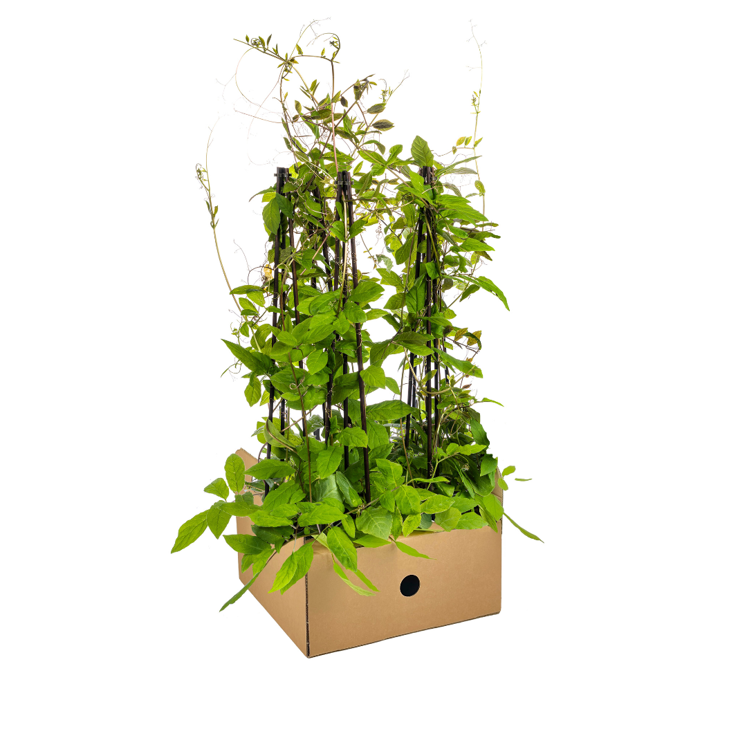 4x Cobea Scandens morado azul planta trepadora Ø13 cm altura 60 cm ...