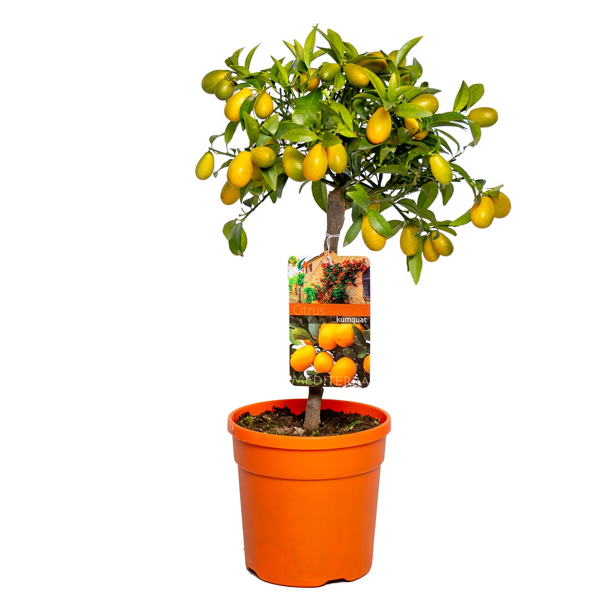 Citrus Kumquat - Kumquat nain - Oranger - Agrume - Arbre fruitier - H ...