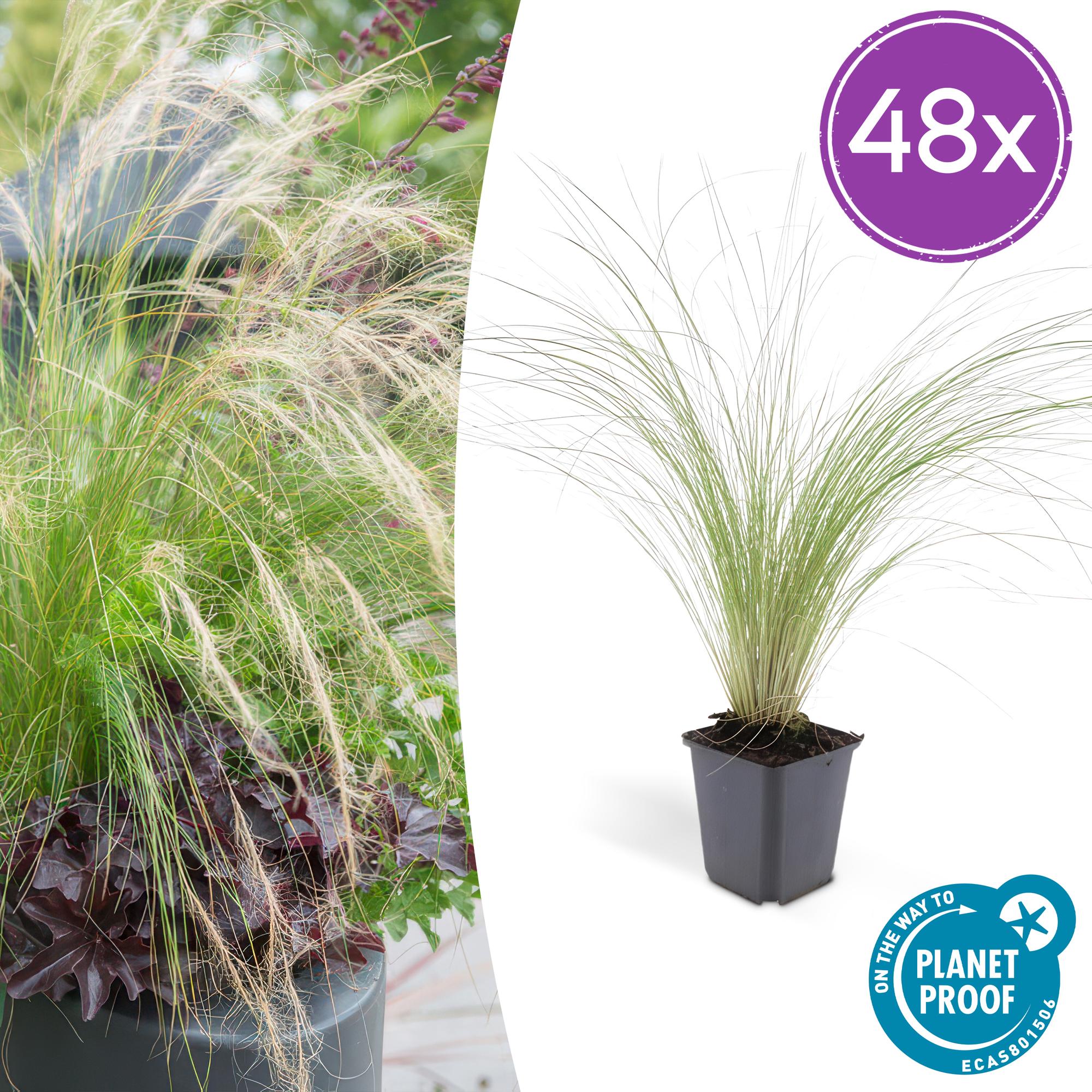 48x Stipa tenuissima 'Ponytails' | Pot Ø9 cm | Hauteur 10-25 cm ...