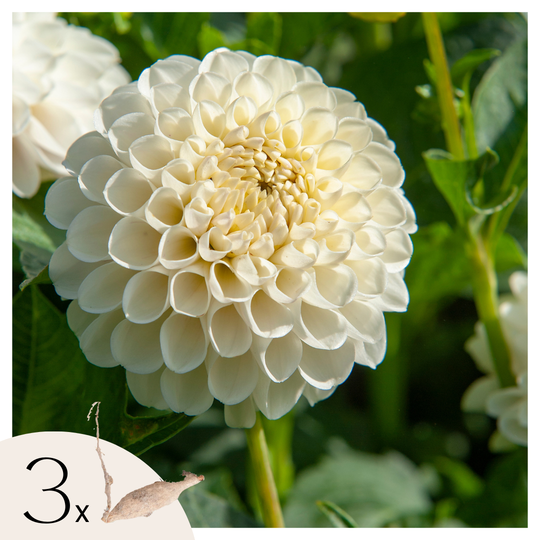 Dahlias - Set de 3 - Dahlia 'Boom Boom White' - Bulbes à fleurs - Blanc ...