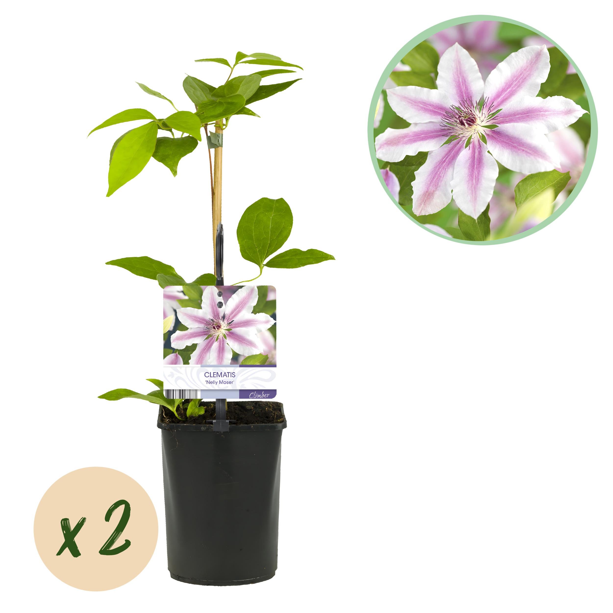Green boutiQ Clematis Nelly Moser rose – Plante grimpante facile – 2 ...