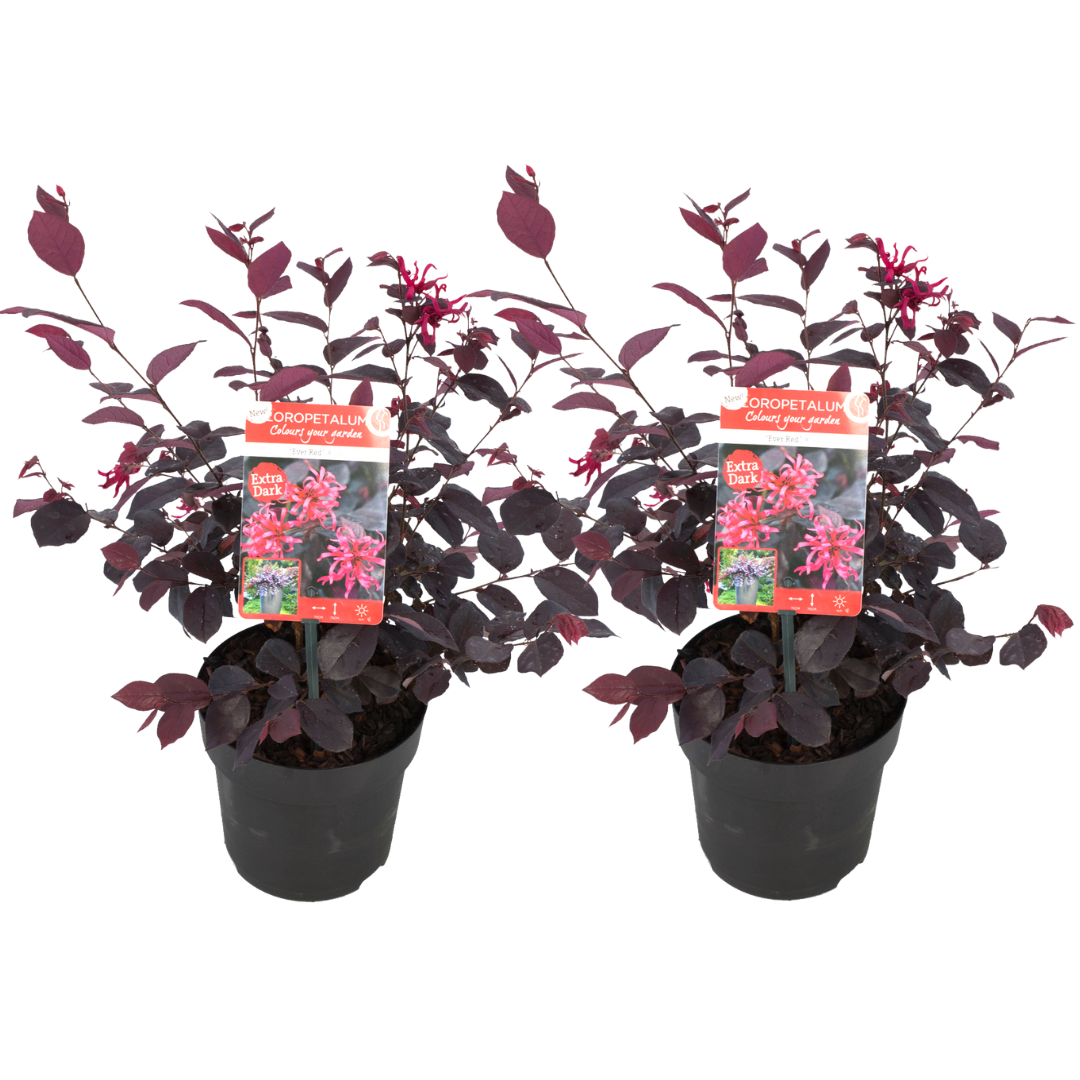 Loropétalum pourpre - Set de 2 - Loropetalum 'Ever Red' - H25-35cm ...