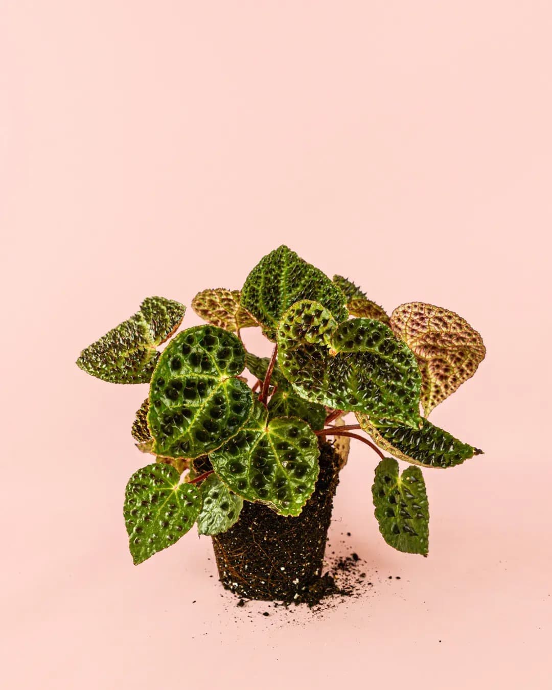 Begonia Ferox | Plantas Naturales Interior | Pur Plant | Leroy Merlin