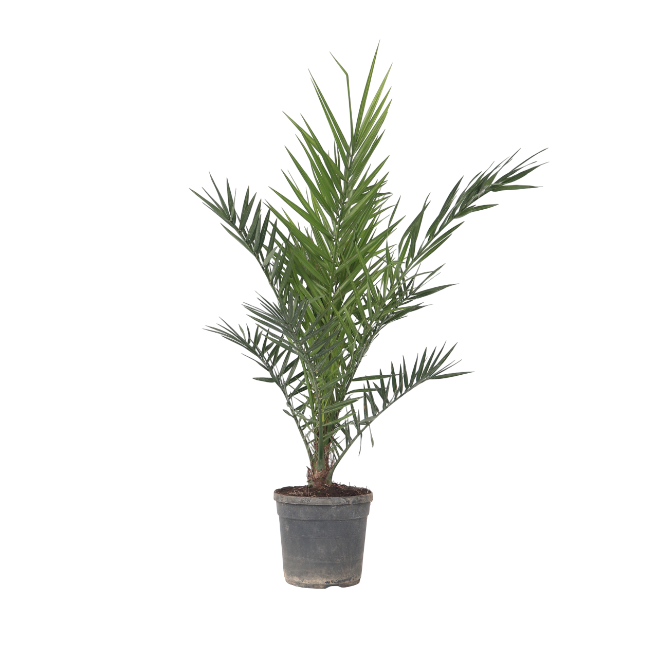 Palmera Canaria - Phoenix canariensis - Altura 80-100cm - ⌀19cm | Leroy ...