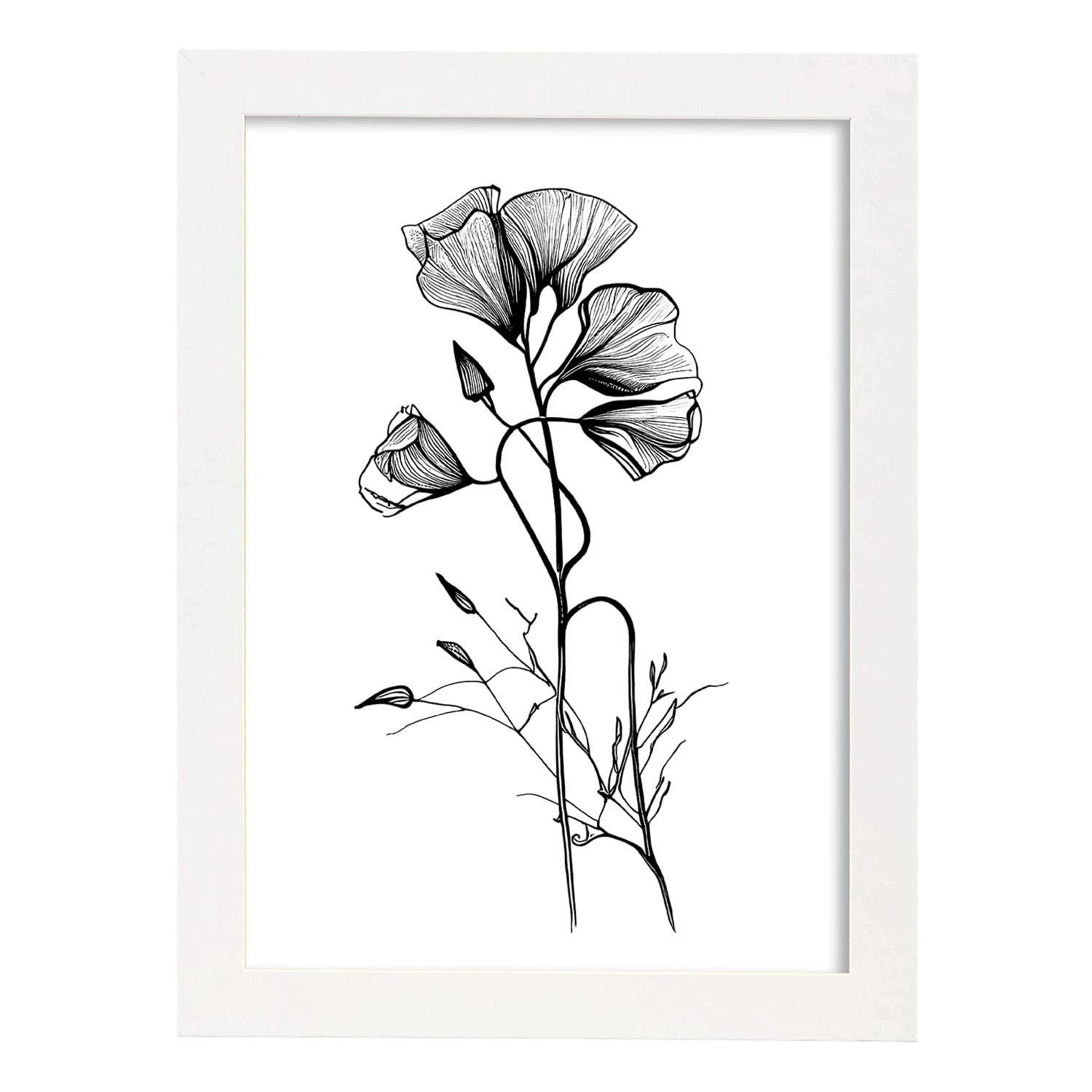 Nacnic Pois De Senteur Illustration De Botanique De Fleur Noire Et ...