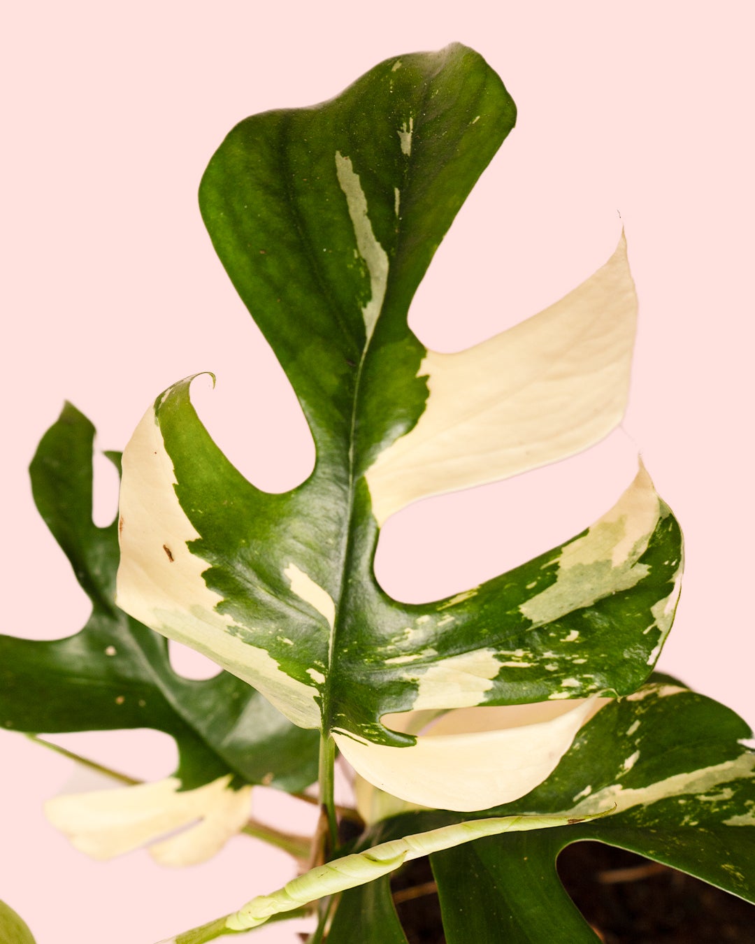 Monstera Minima Variegada | Planta Natural Interior | Pur Plant | Leroy ...