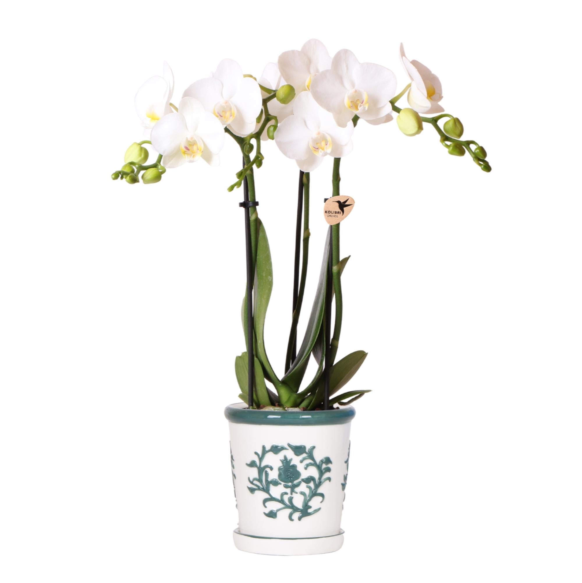 Orquídea Phalaenopsis blanca 'Amabilis' Kolibri Orchids + Maceta ...