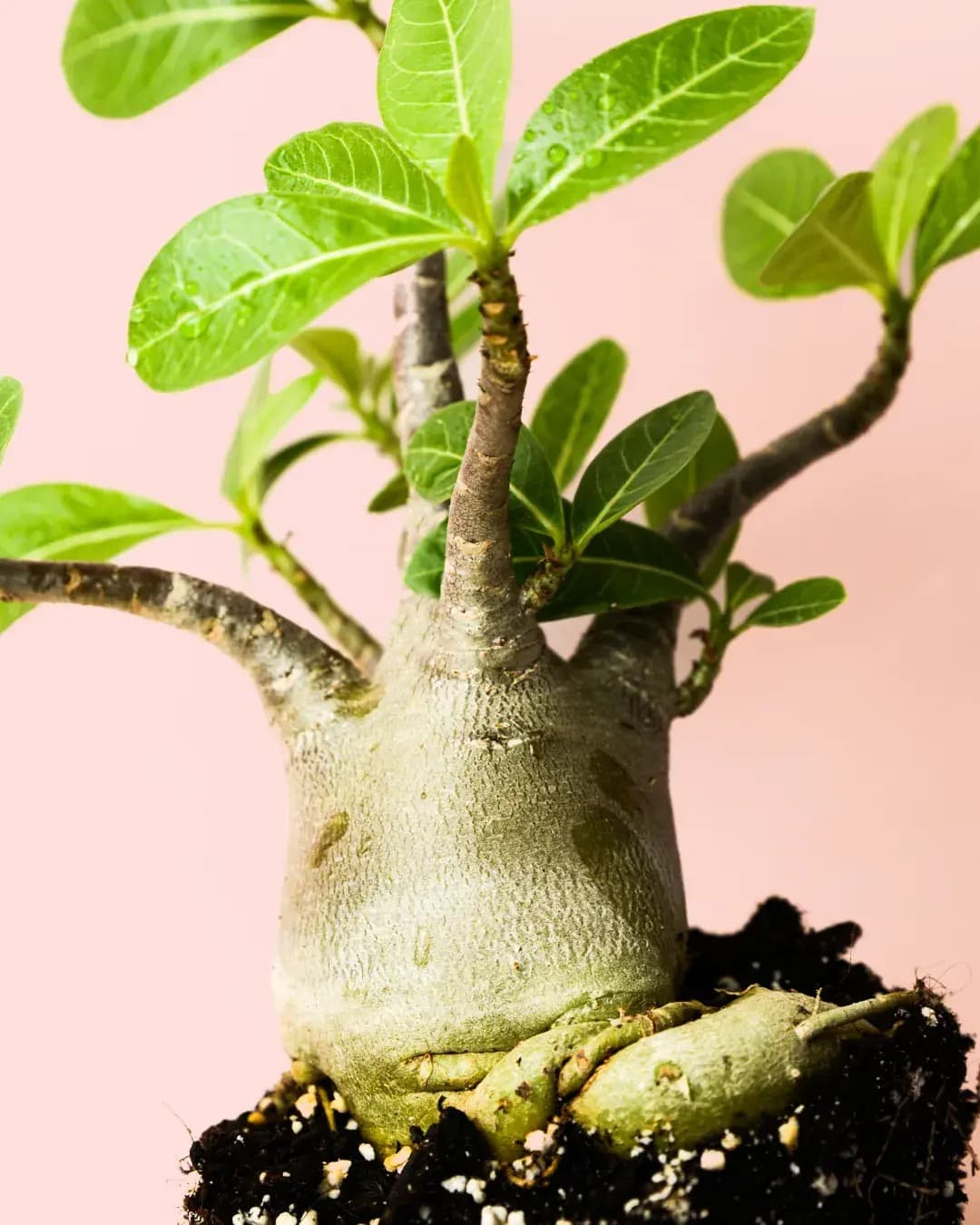 Baobab Mini | Planta Natural | Adenium Ansu Baobab | Pur Plant | Leroy ...