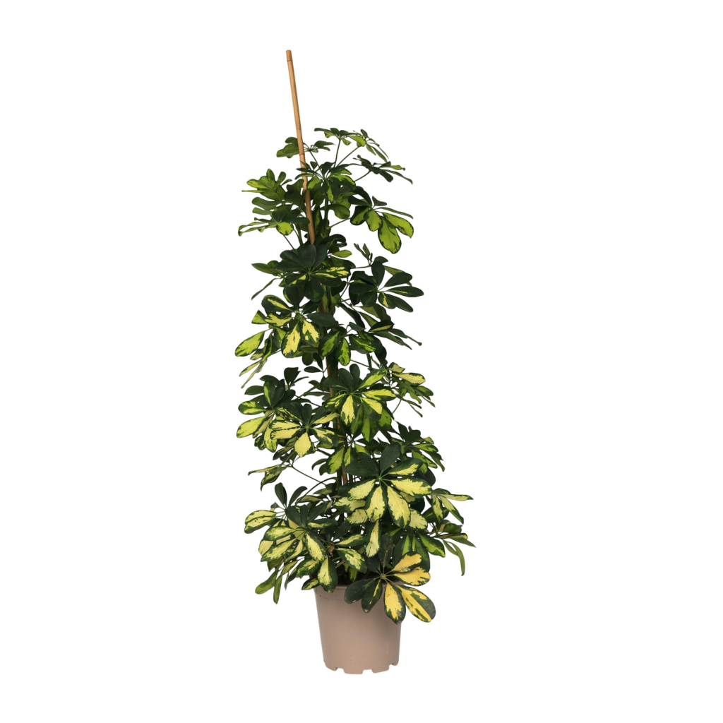 Albero ombrello - Schefflera 'Dalton' - Altezza 90-100cm - ⌀21cm ...