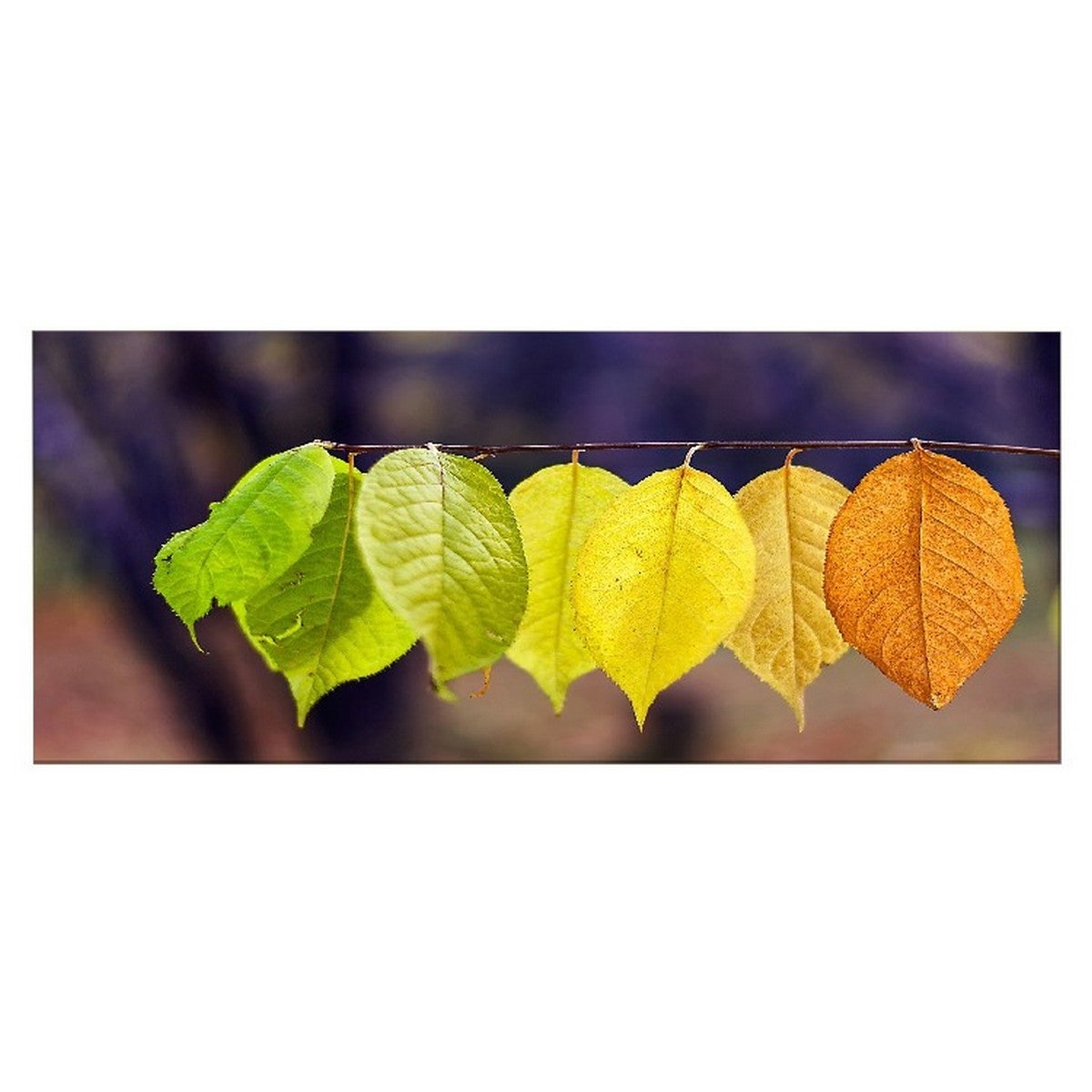 Impression sur Toile Feuilles, Polyester, Bois, Multicouleur, EPIKASA ...
