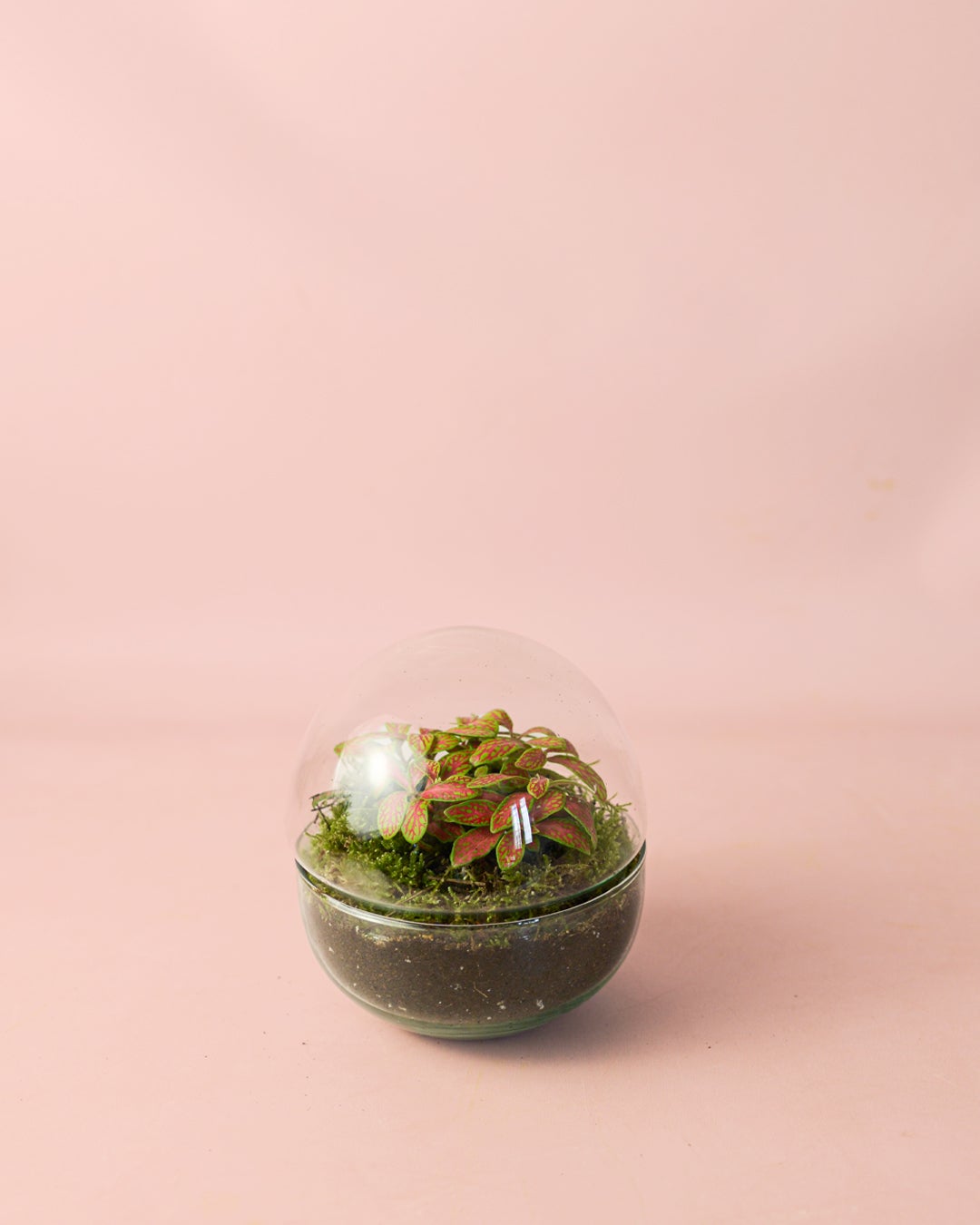 Mini Bol Terrario Fittonia | Terrario Plantas Cristal | Pur Plant ...