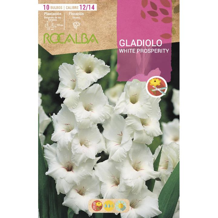 Bulbo Gladiolo blanco puro 10 unidades | Leroy Merlin