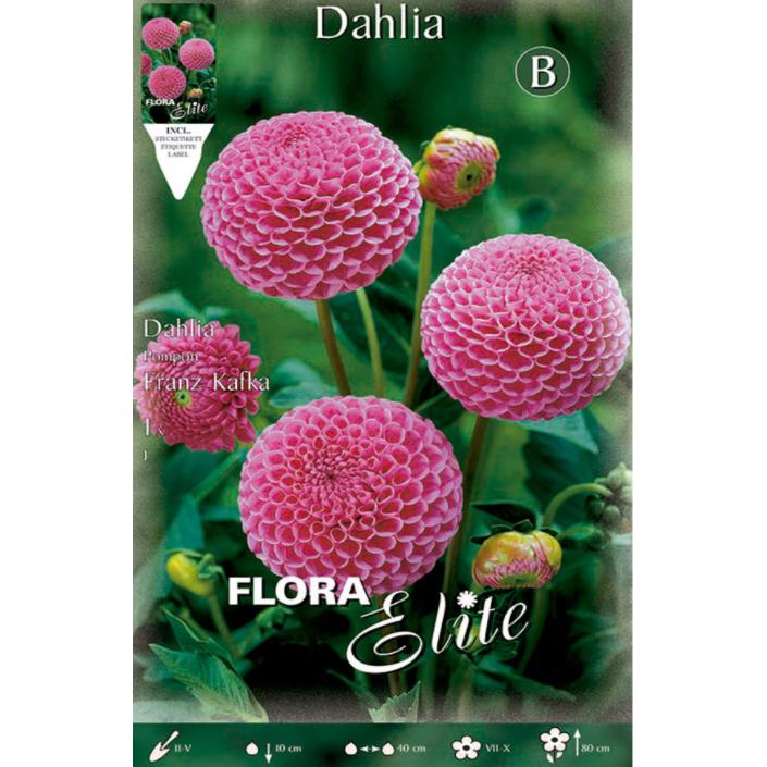 Bulbo Dalia Pom Pom | Leroy Merlin