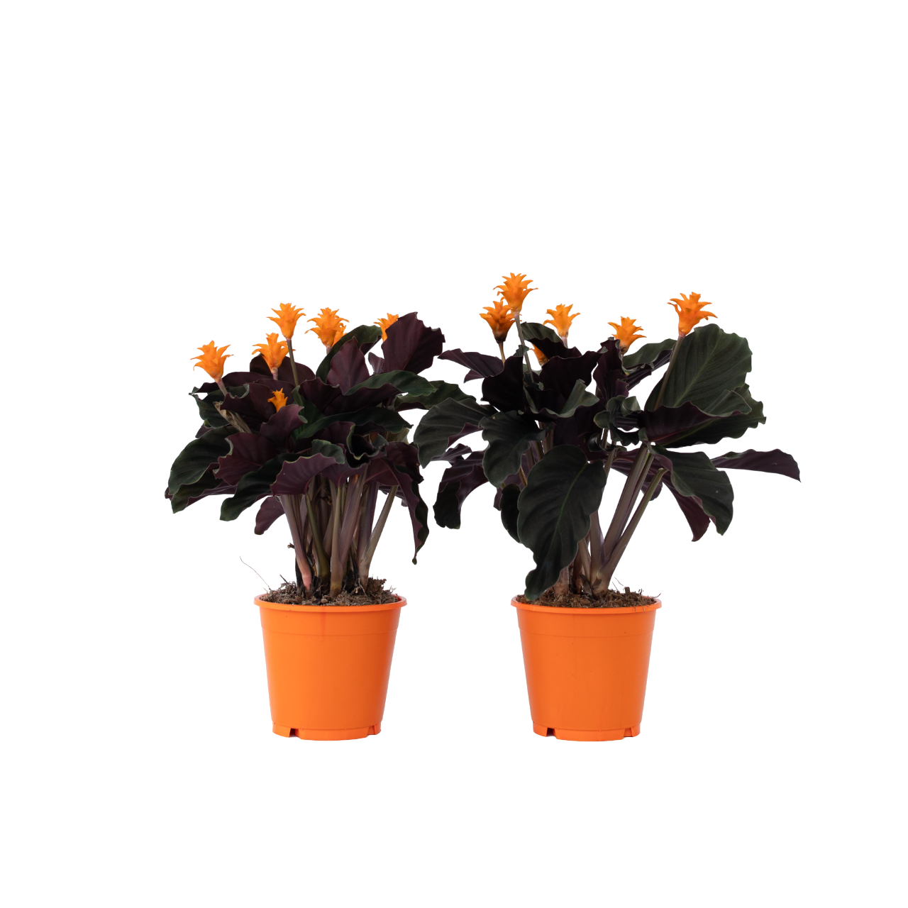 Calathée - Set de 2 - Calathea crocata 'Tassmania' - Hauteur 40-50cm ...
