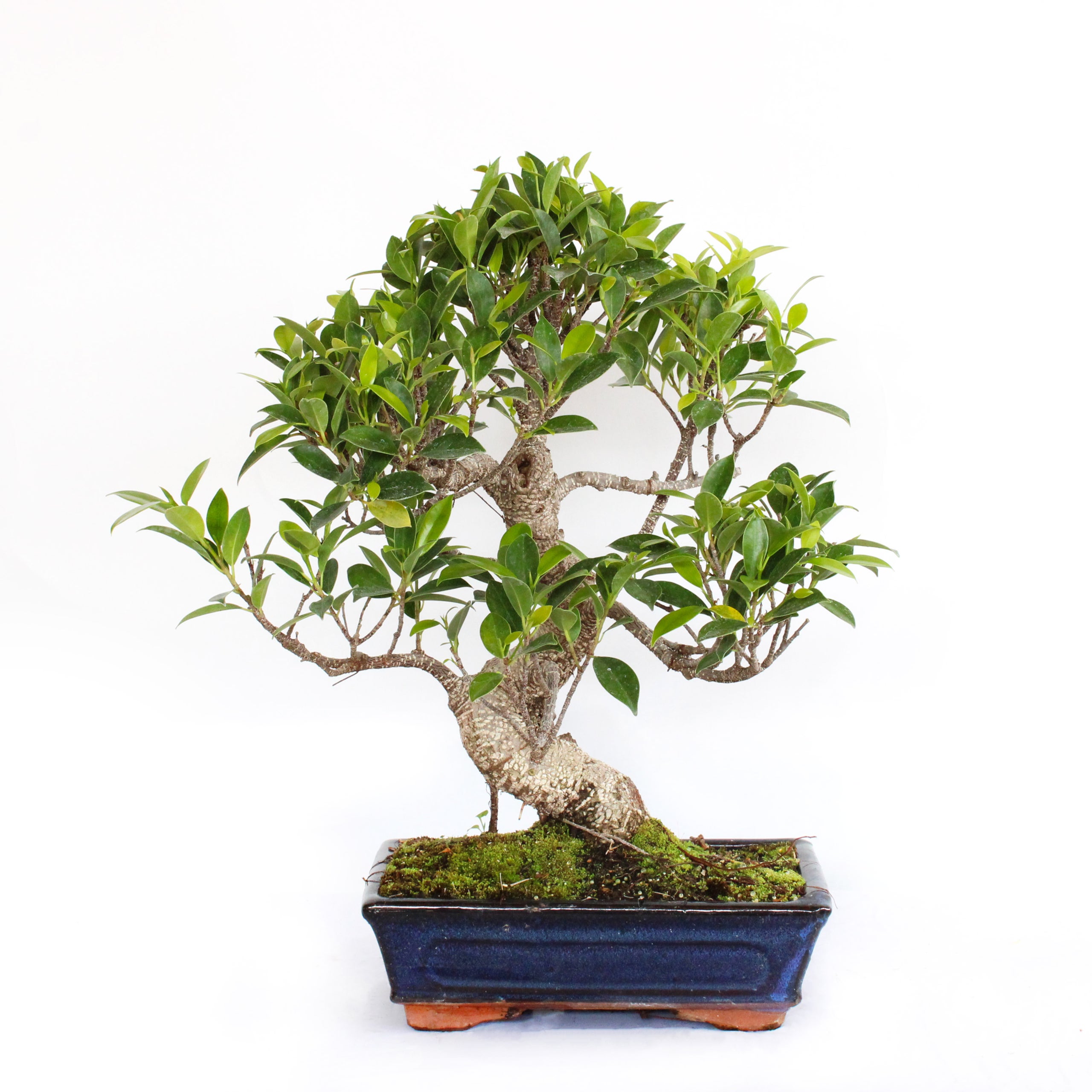 KENTIS - Bonsái Ficus Microcarpa - Bonsái Ficus Retusa - Plantas de ...