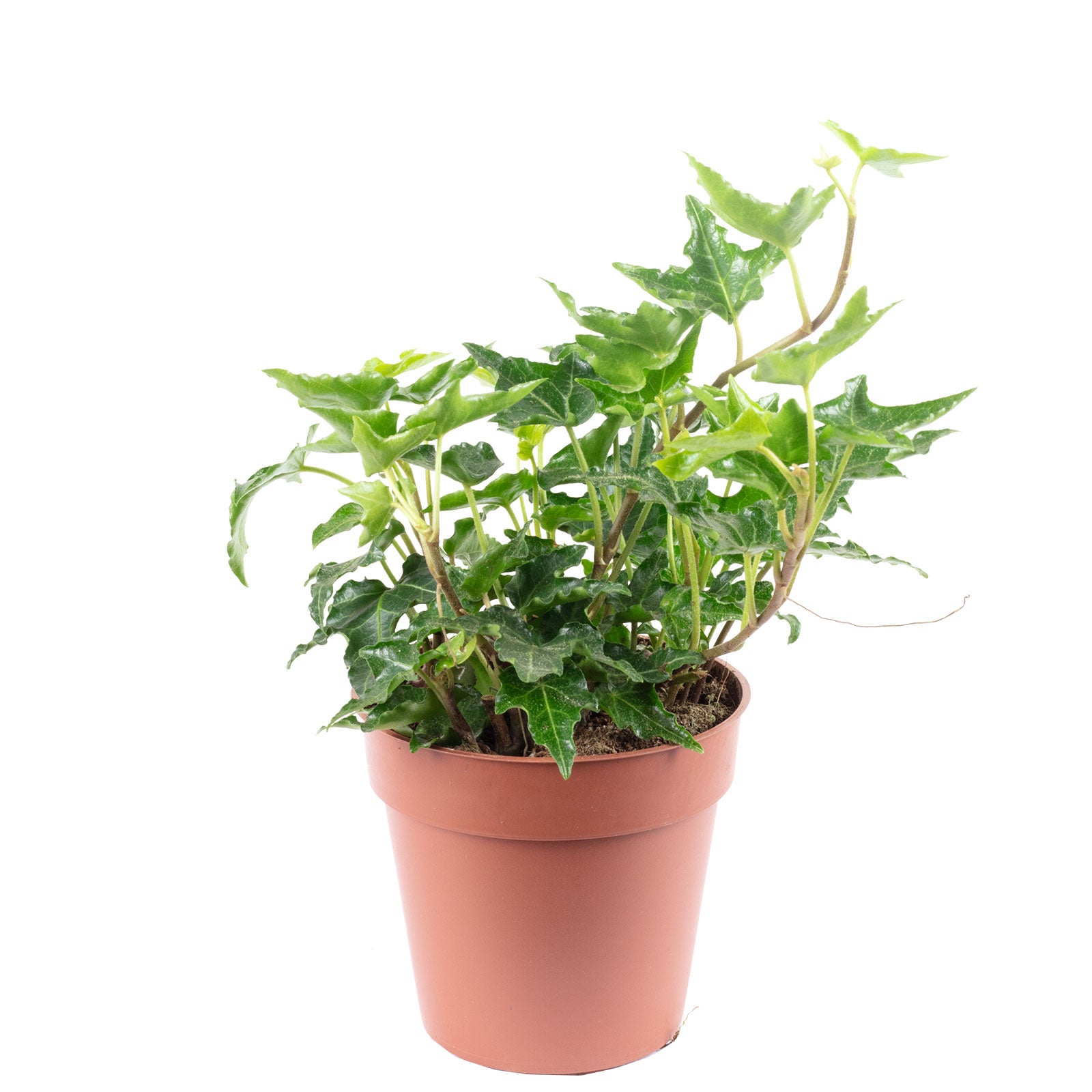 Edera comune verde - pianta da interno facile da curare, Hedera helix ...