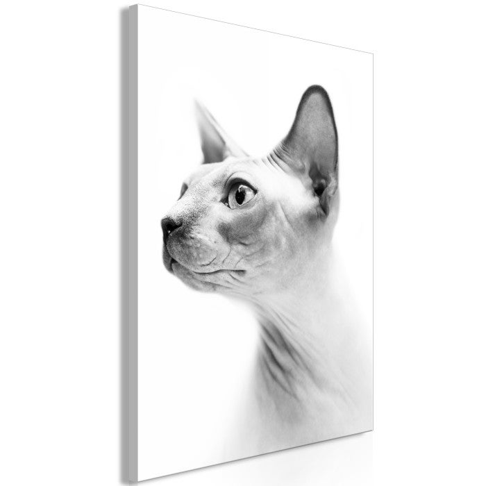 Tableau Imprimé "Hairless Cat" 40 x 60 cm | Leroy Merlin