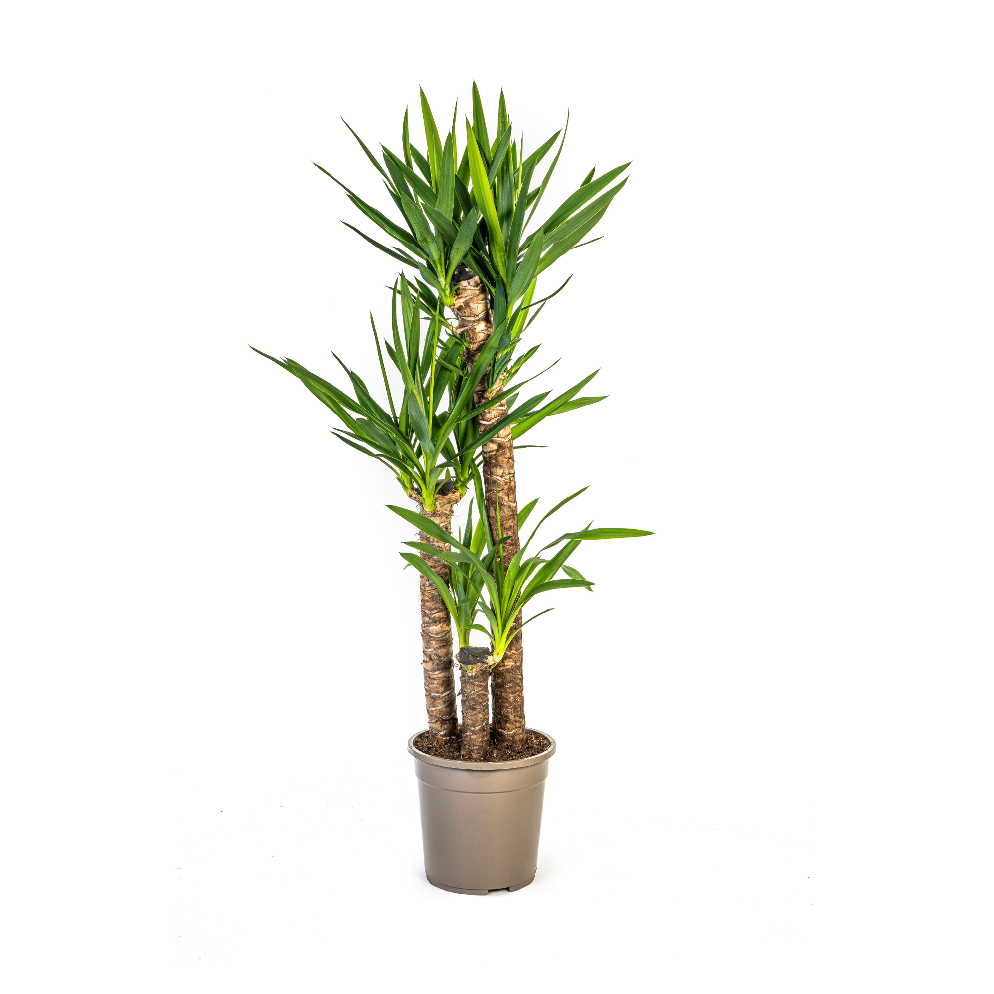 Yucca Elephantipes planta de interior Ø24 cm altura 120-140 cm ...
