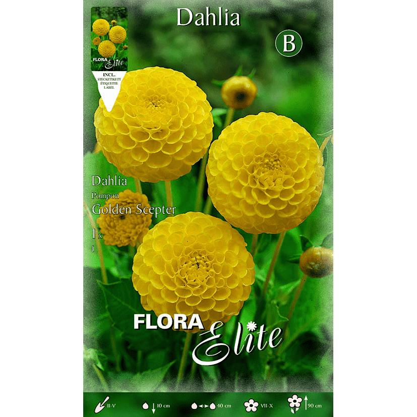 Bulbo Dalia Pom Pom amarilla 1 | Leroy Merlin