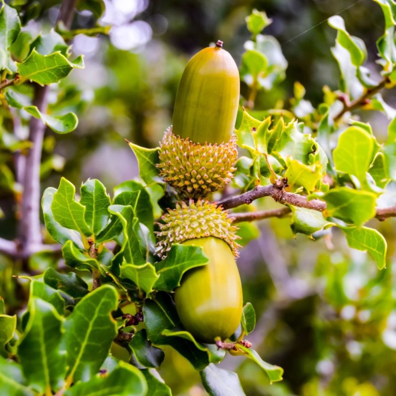 Chêne kermès (Quercus coccifera) - Godet - Taille 10/15cm - Pépinières ...