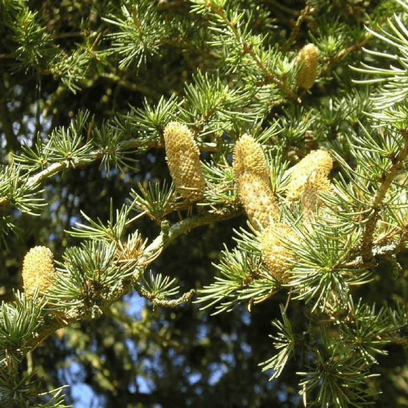Cèdre Vert de l'Atlas (Cedrus Atlantica) - Godet - Taille 13/25cm ...