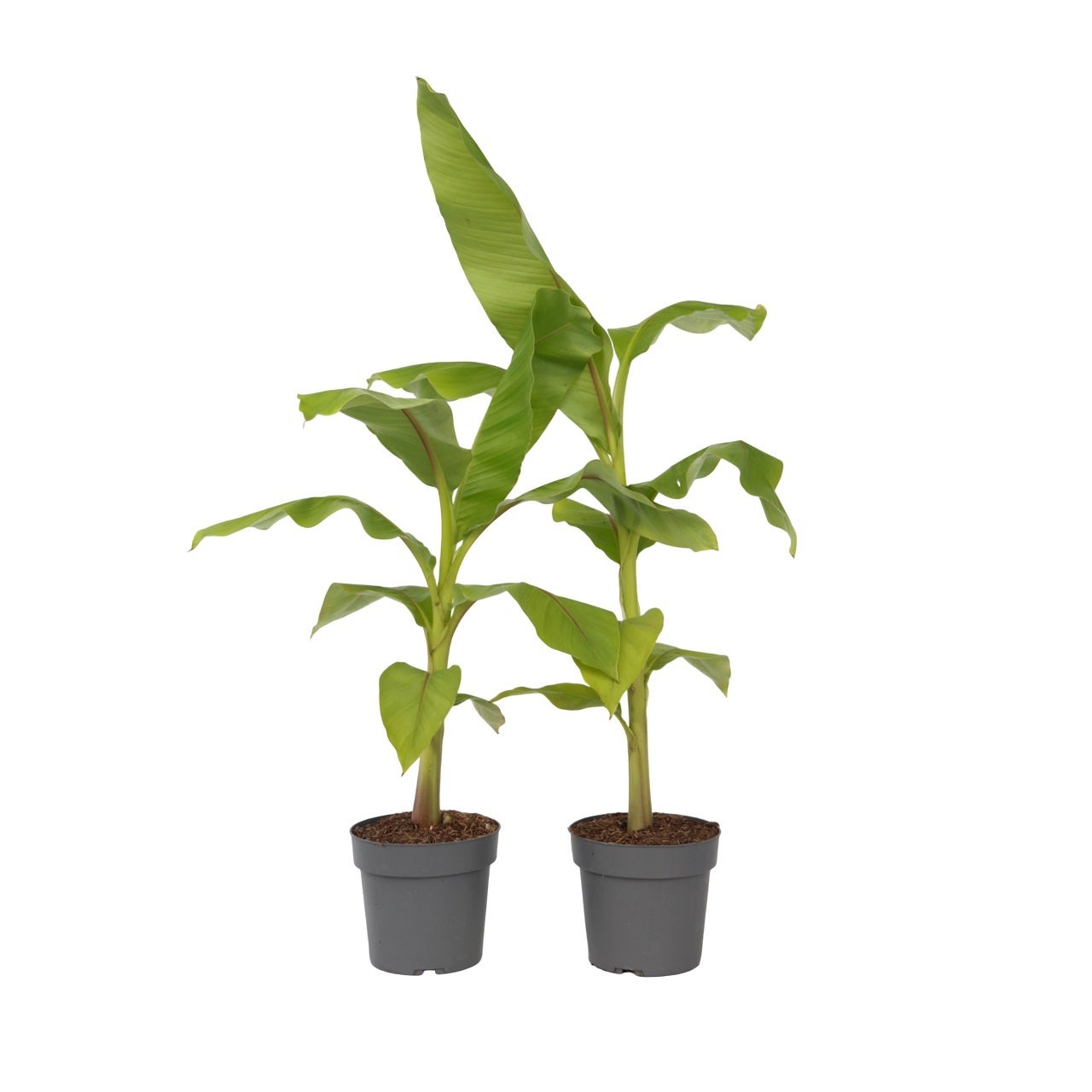 Plant in a Box - Musa Basjoo - Set di 2 - Piante di banane resistenti ...