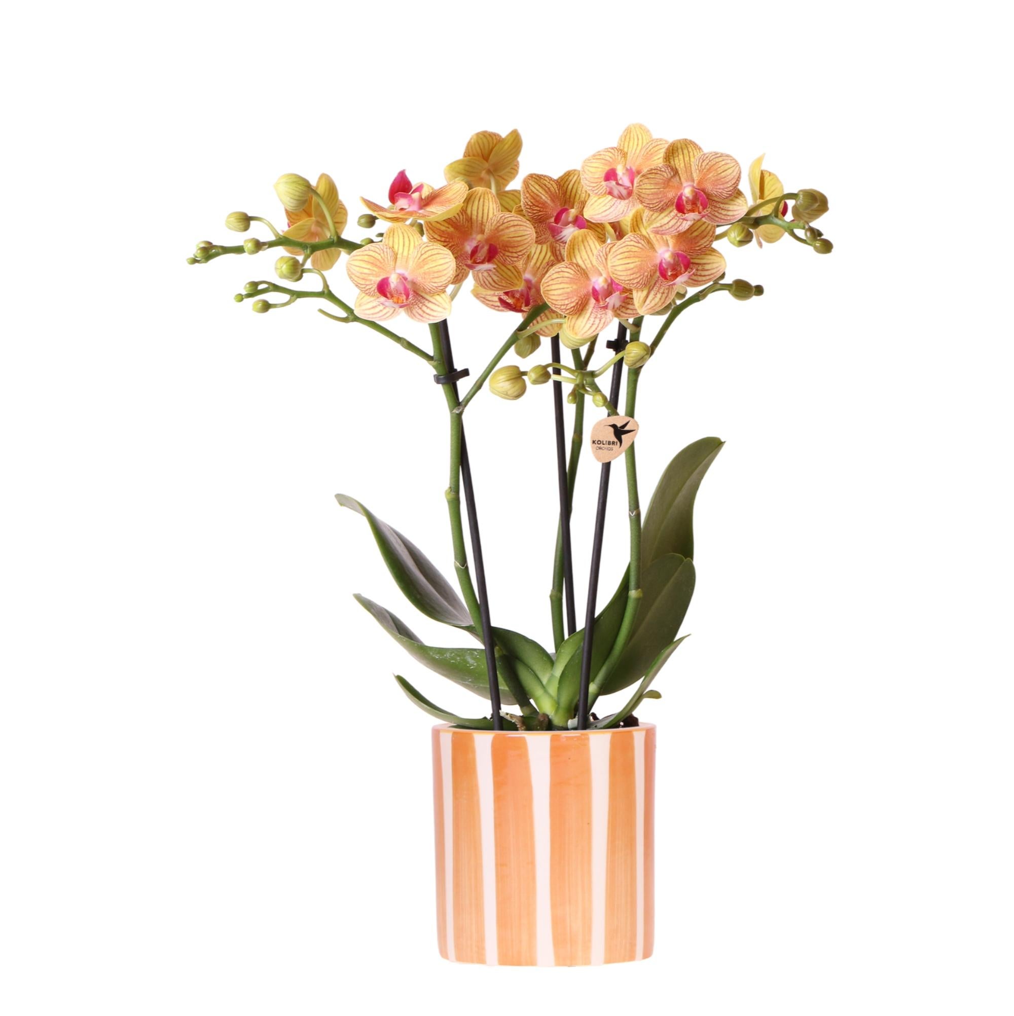 Orquídea Phalaenopsis Kolibri Orange - Bolzano + maceta colgante ...
