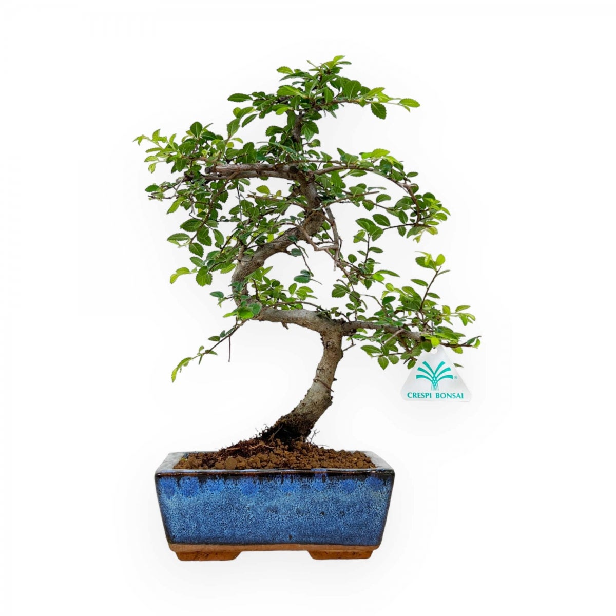 Bonsai Zelkova nire - 33 cm | Leroy Merlin