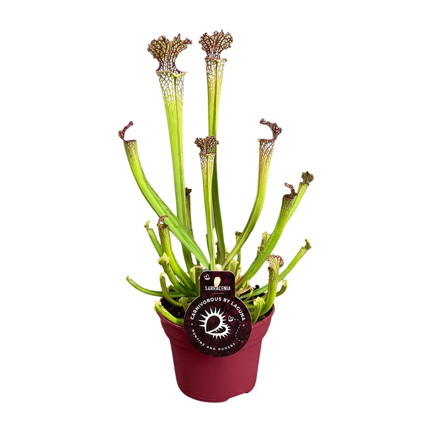 Sarracenia Farnhamii - Planta carnívora insectívora de interior ...