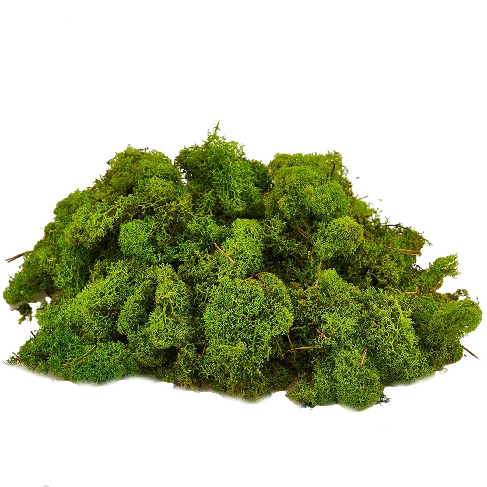 Mousse de lichen naturelle décoration de crèche 1kg / Vert clair ...