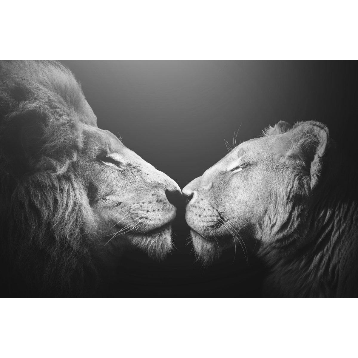 Tableau sur toile bisou de lion 45x65 cm | Leroy Merlin